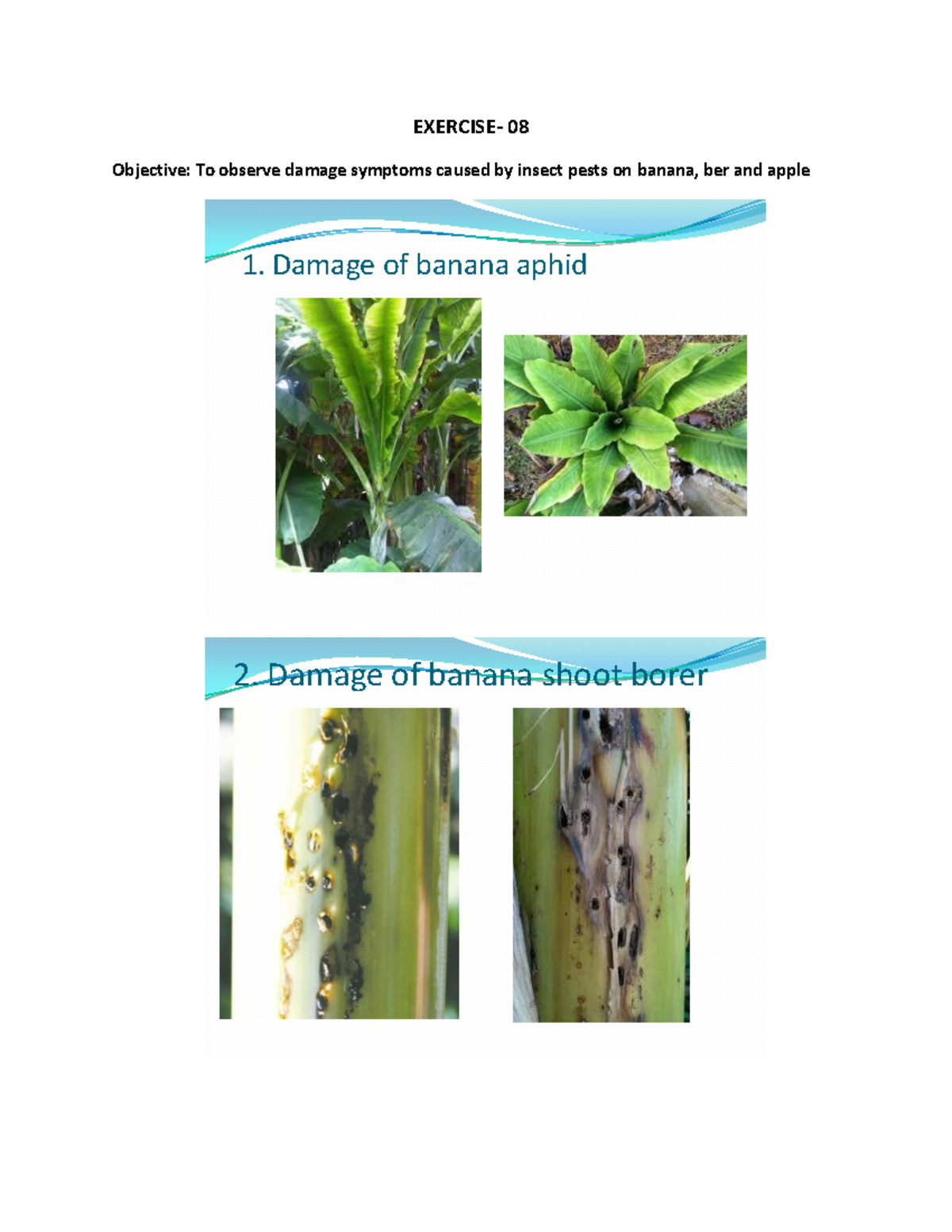 damage caused by insect pest of banana and apple - Agricultural ...