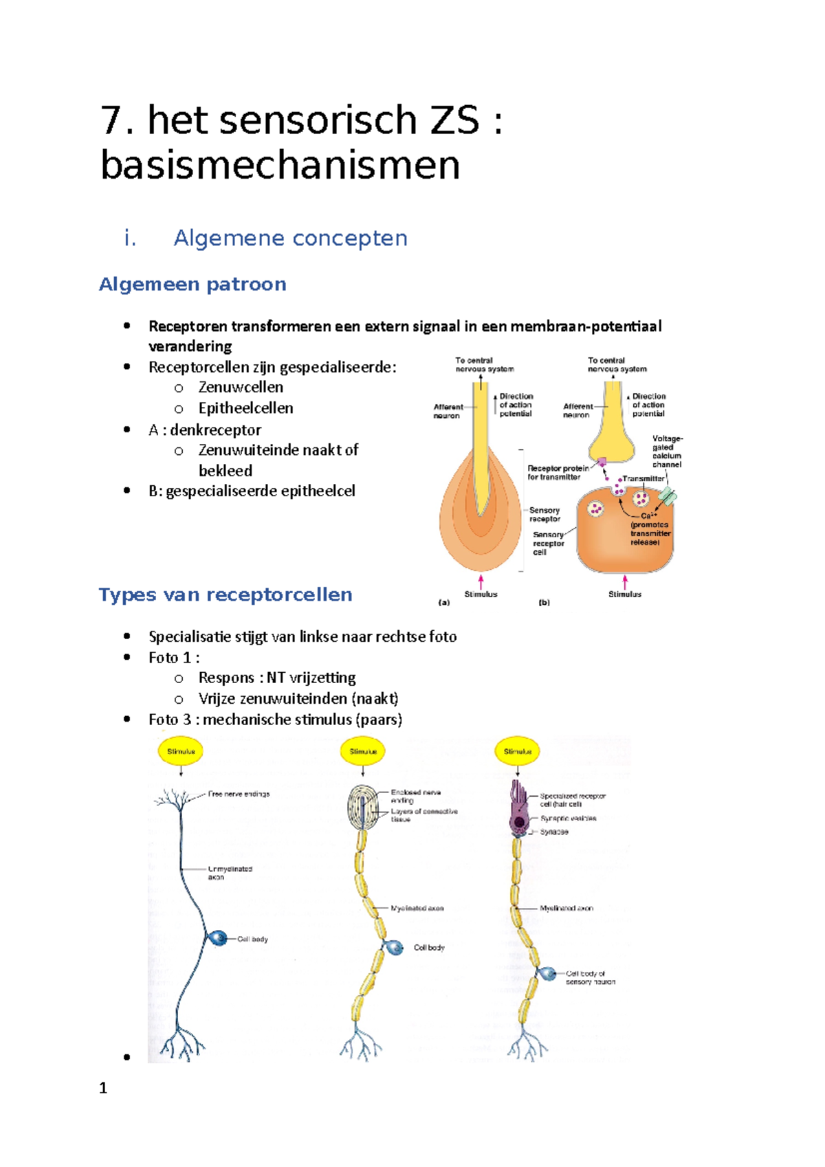 7 sensorisch zenuwstelsel - 7. het sensorisch ZS : basismechanismen i ...