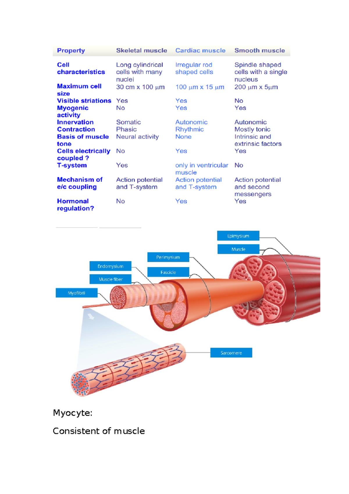 Muscle - 111 - Myocyte: Consistent of muscle Skeletal muscle p ...