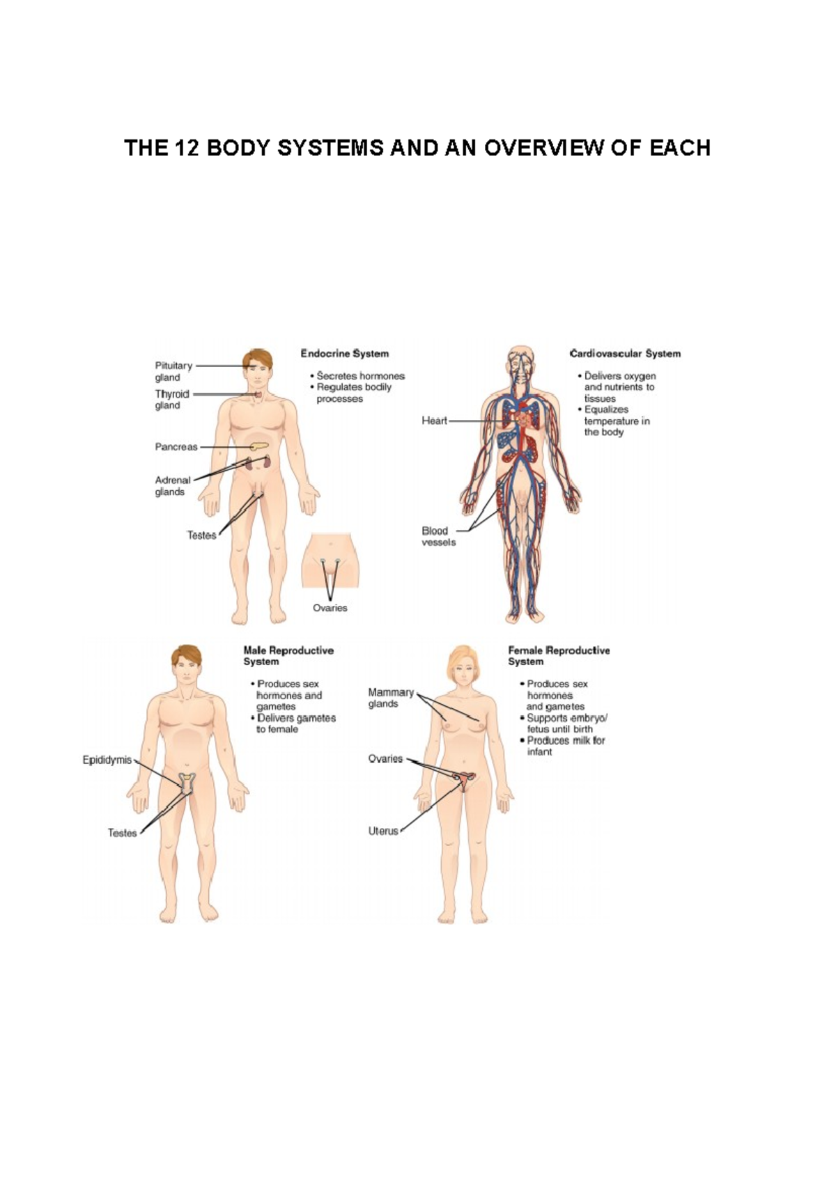 12 Body systems diagram 1 - THE 12 BODY SYSTEMS AND AN OVERVIEW OF EACH ...