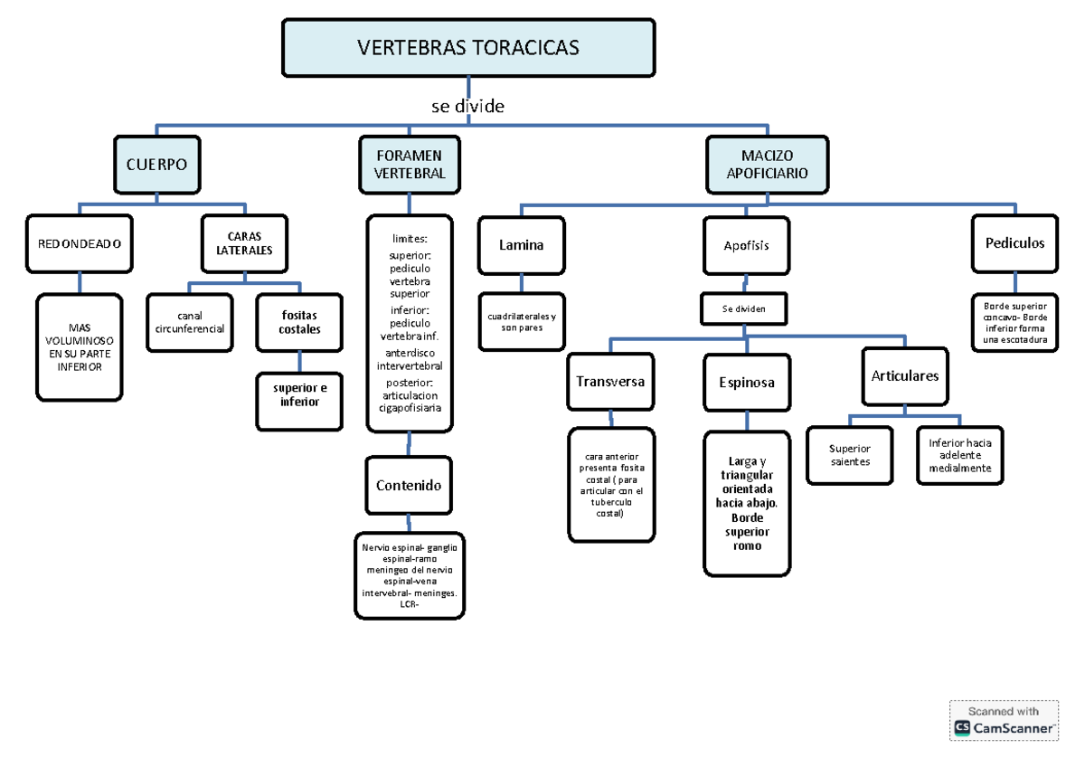 Mapa conseptual vertebras toracicas(2) - VERTEBRAS TORACICAS se divide ...