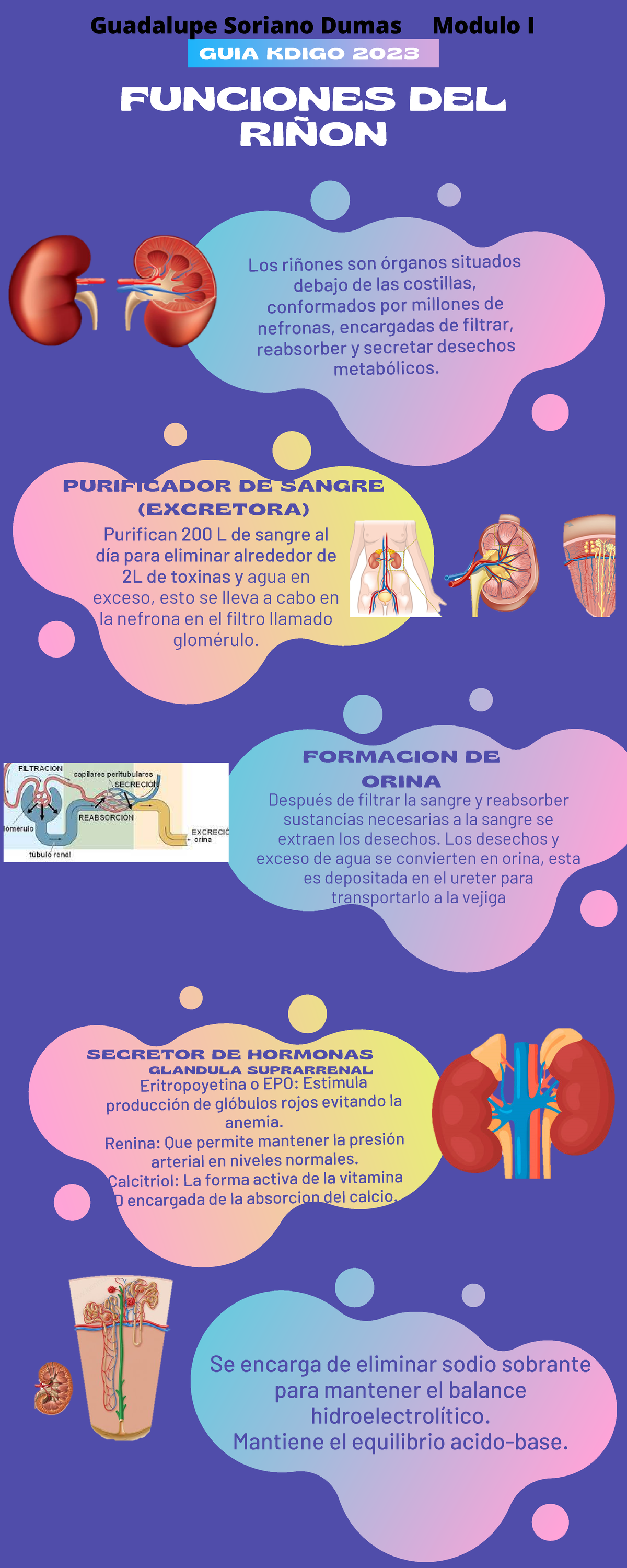 Infografía de funciones del riñon - Los riñones son órganos situados ...