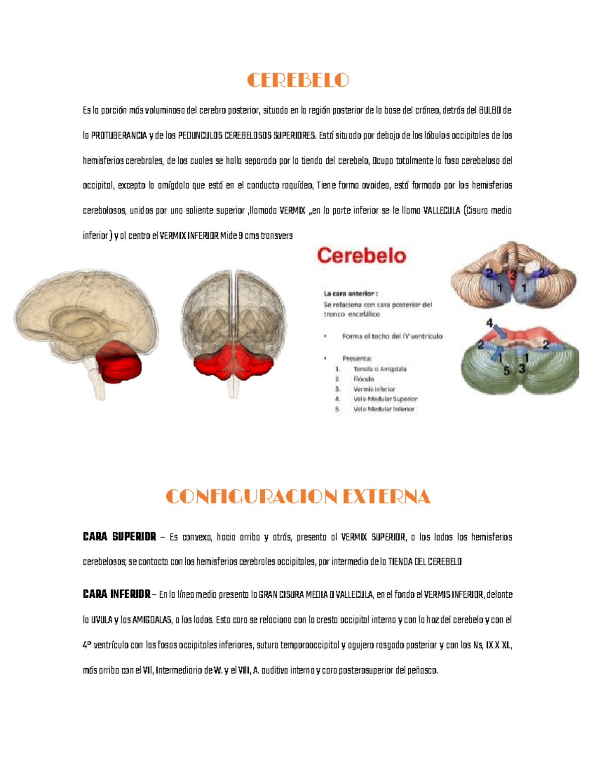 Cerebelo 25-05-2022 - CEREBELO Es la porción más voluminosa del cerebro ...