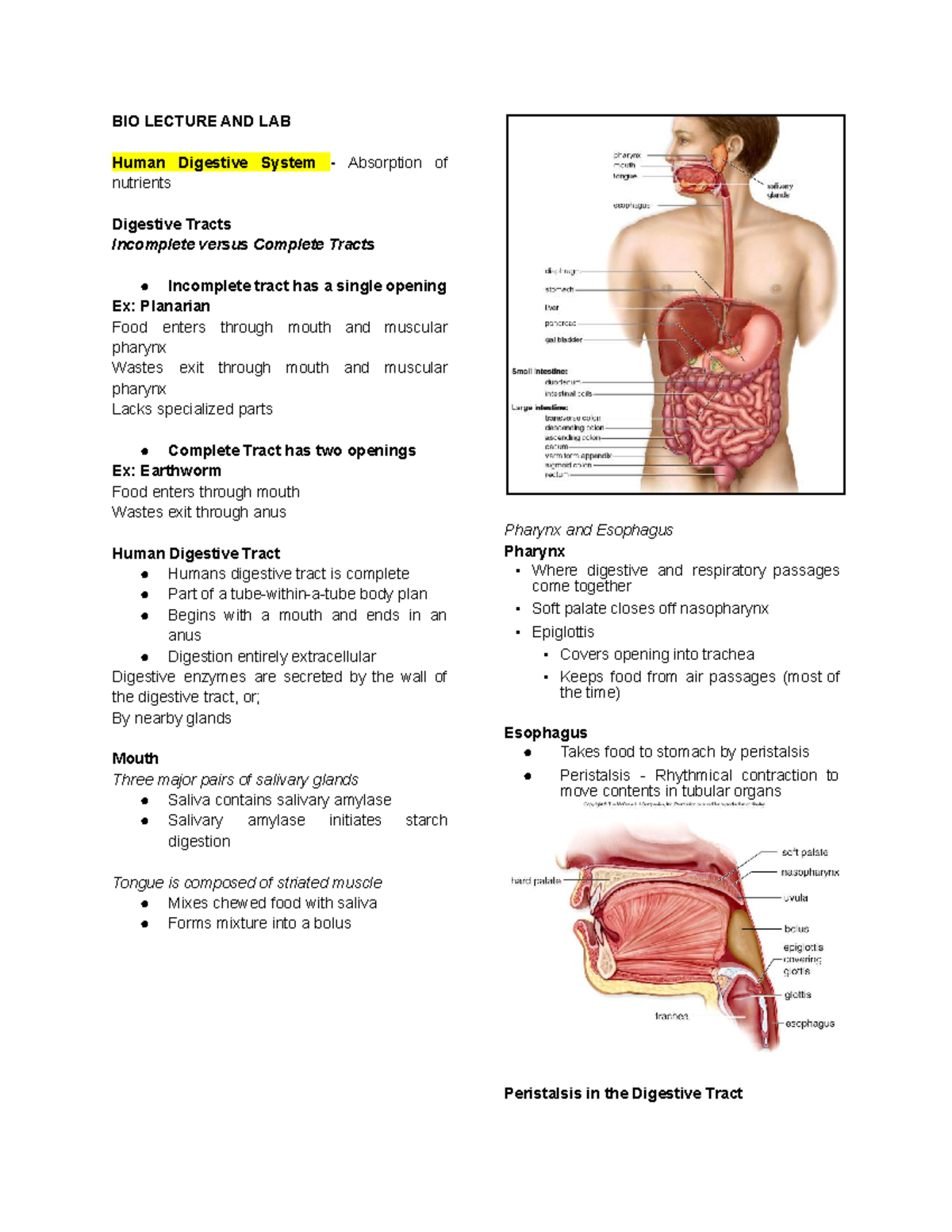 Biooo reviewers for finalsssss - BIO LECTURE AND LAB Human Digestive ...