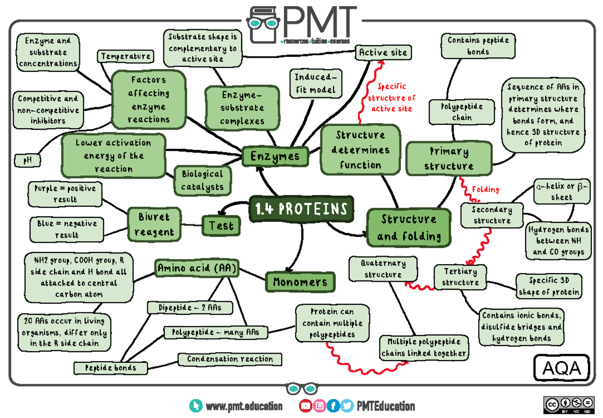 1.4 Proteins - notes - 1. 4 PROTEINS Structure and folding Test Enzymes ...