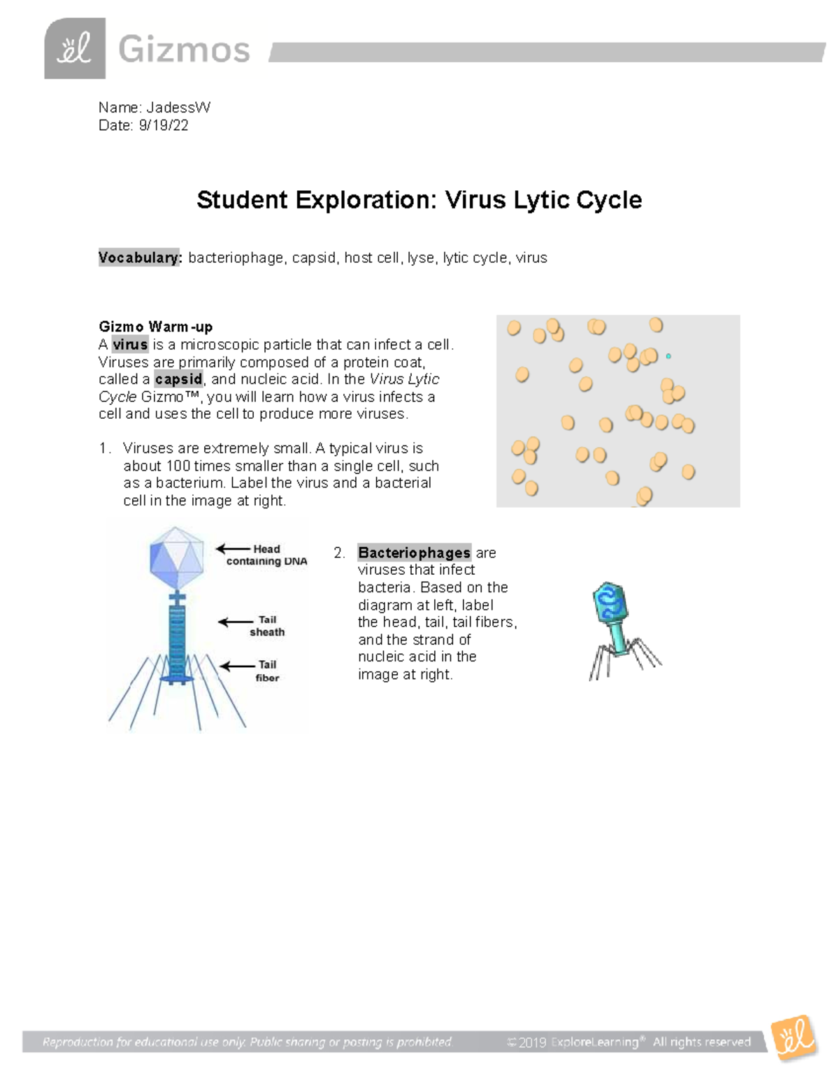 Virus Lytic Cycle SE - Answer - Name: JadessW Date: 9/19/ Student ...