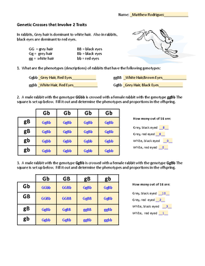 DNA Gizmo - Biology assignment practicing DNA - Name: Matthew Rodriguez ...