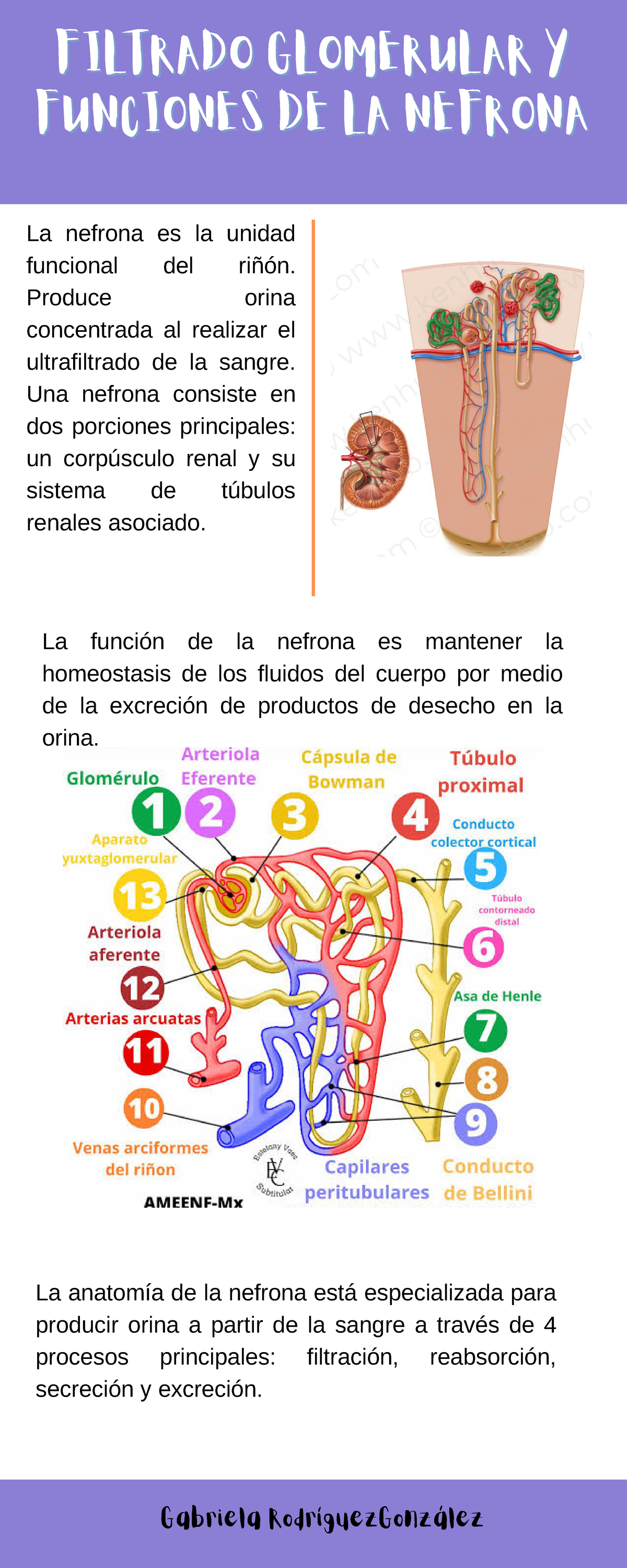 Filtrado Glomerular y funciones de la nefrona - FILTRADO GLOMERULAR ...