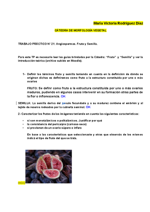 Morfologia unidad 2 - UNIDAD 2 - La morfología: una visión panorámica ...