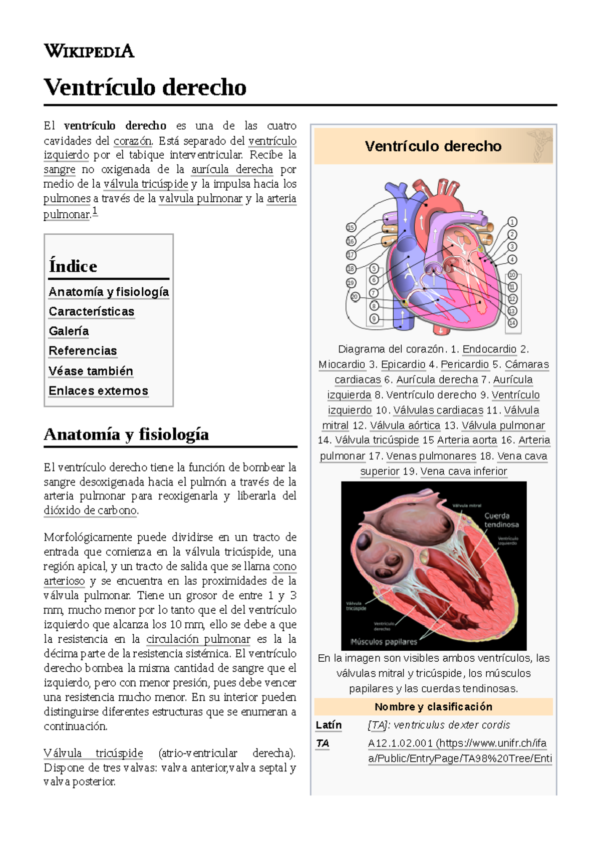 Ventrículo derecho - Ventrículo derecho Diagrama del corazón. 1 ...