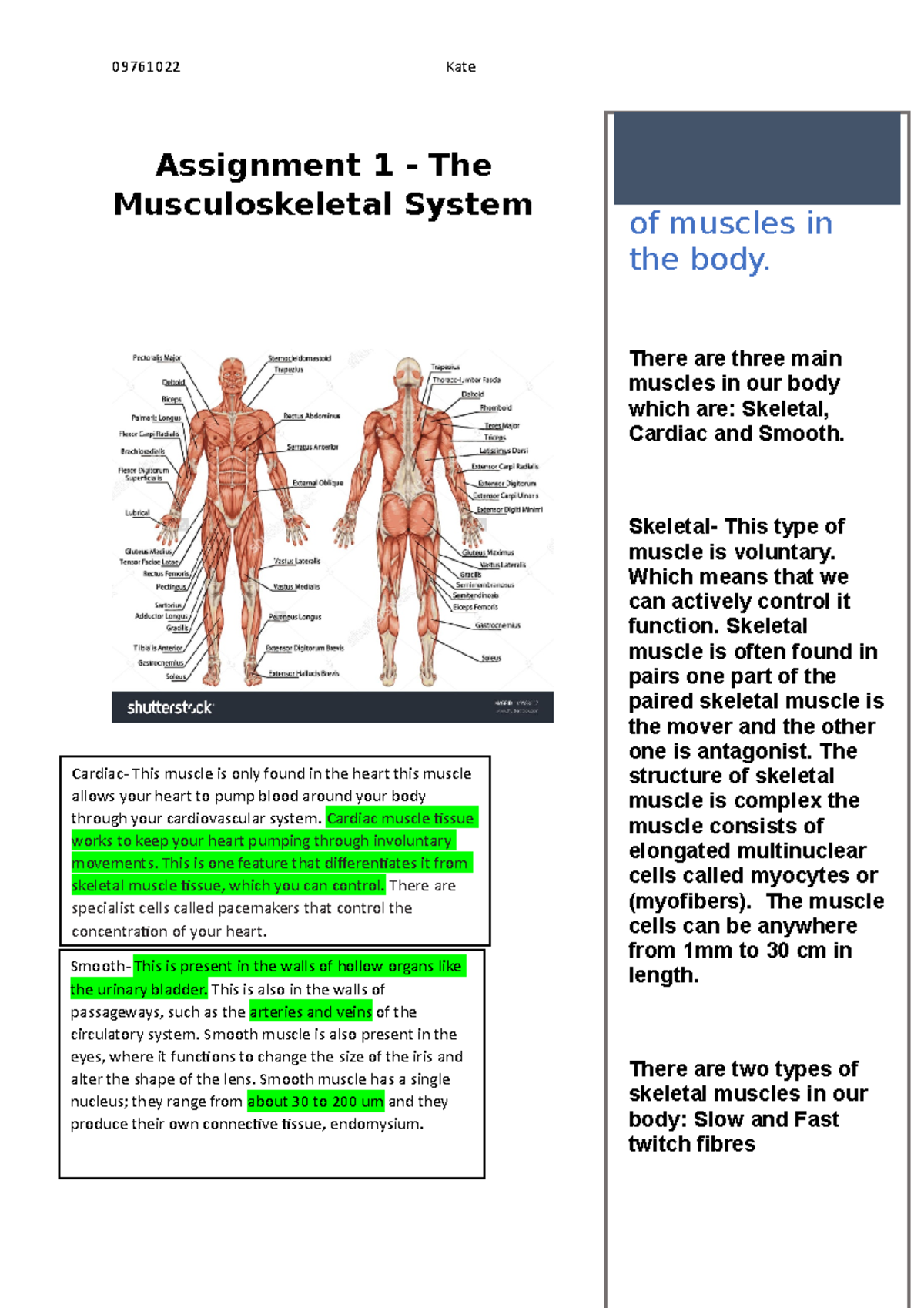 Assignment 1 for kate copy - Assignment 1 - The Musculoskeletal System ...