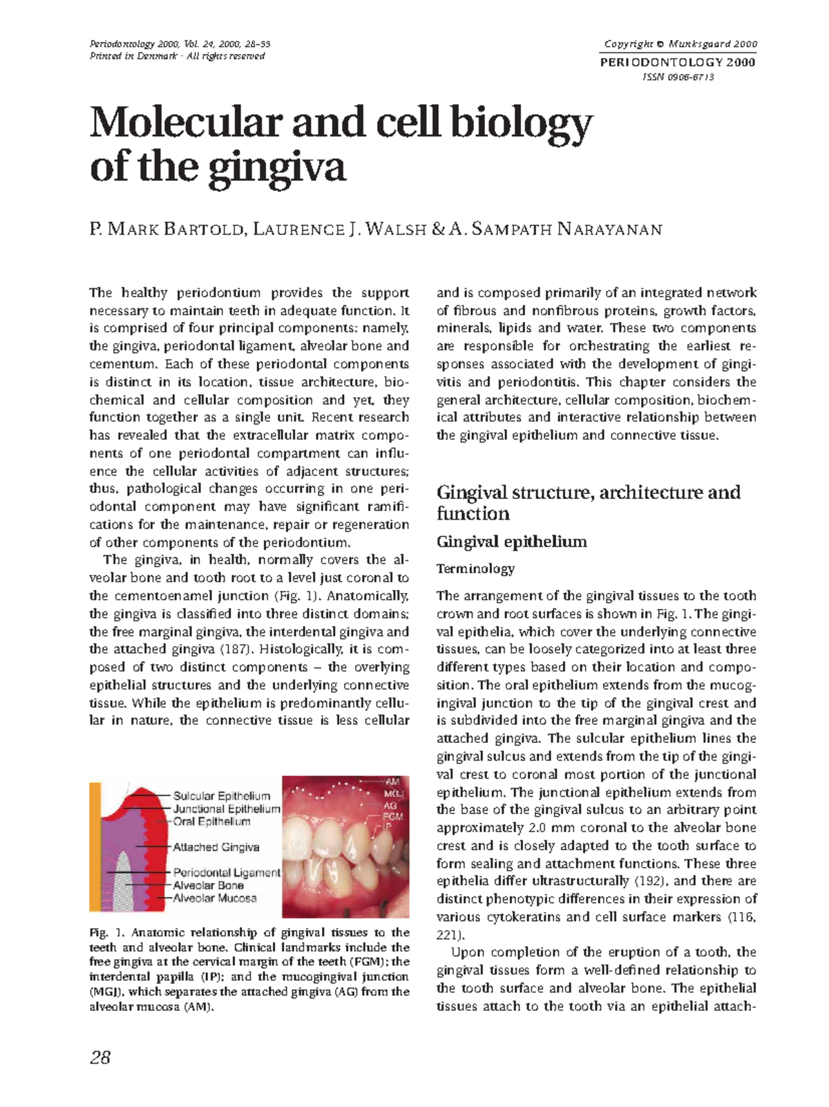 Molecular and cell biology of the gingiv - Periodontology 2000, Vol. 24 ...