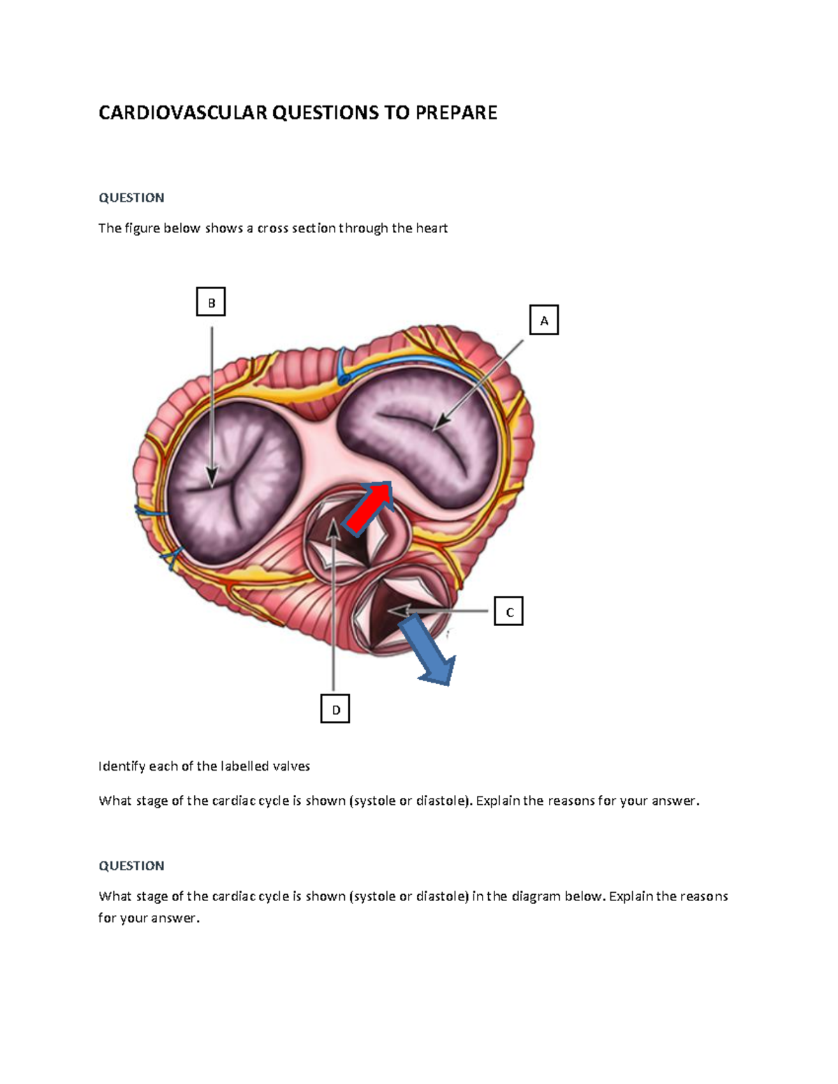 1170 CVS ISE sample questions - CARDIOVASCULAR QUESTIONS TO PREPARE ...