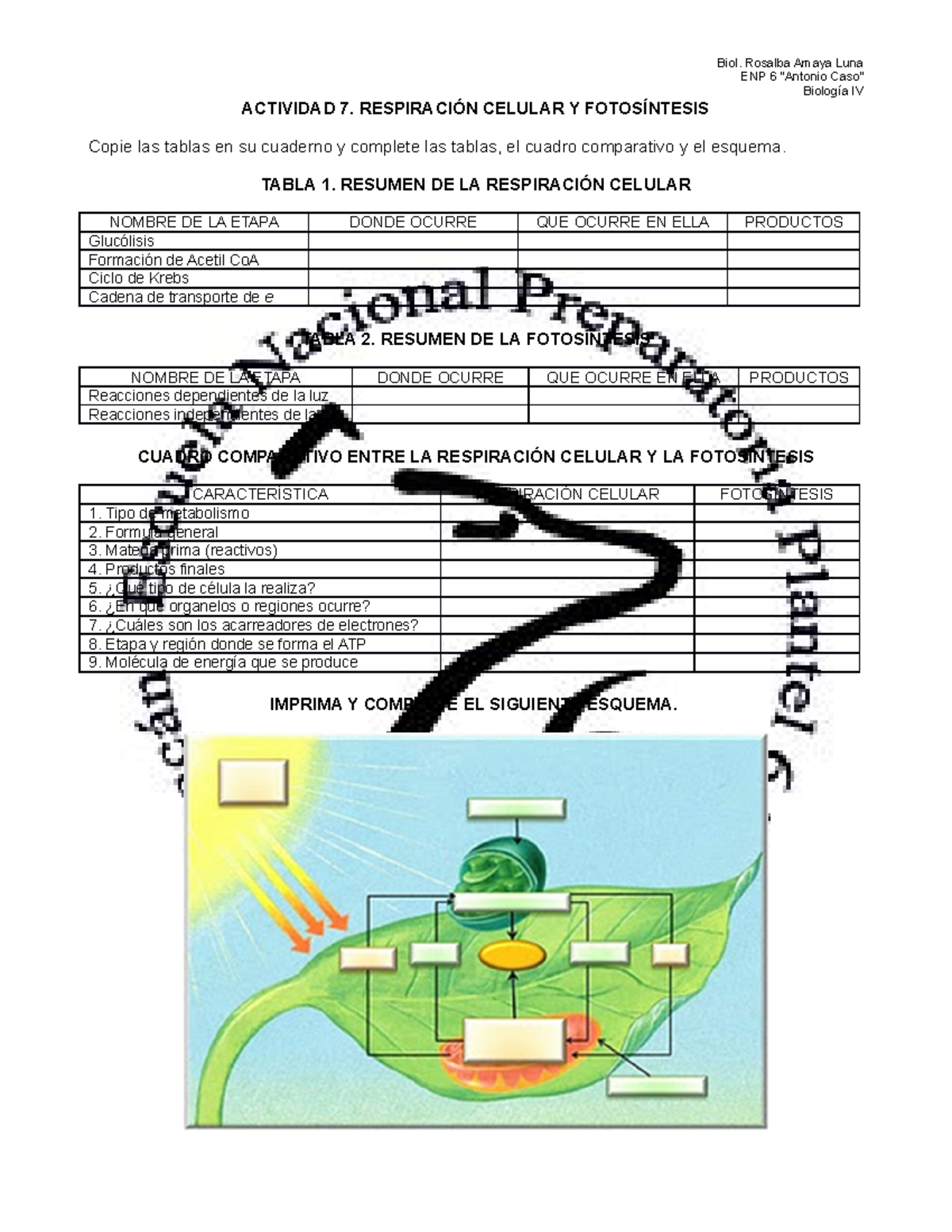Actividad 7. Respiración celular y fotosíntesis - Biol. Rosalba Amaya ...