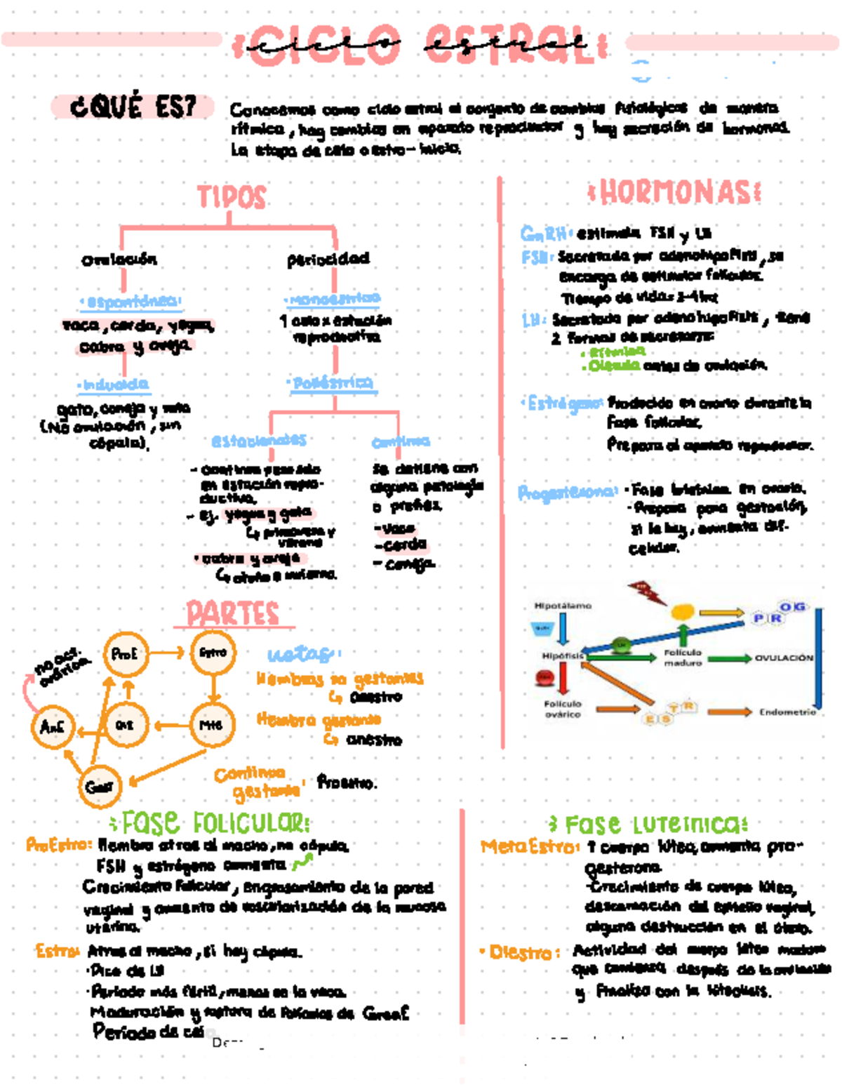 Ciclo-estral - € 440474204 : @ apuntes - by - masi ¿QUÉ ES? Conocemos ...
