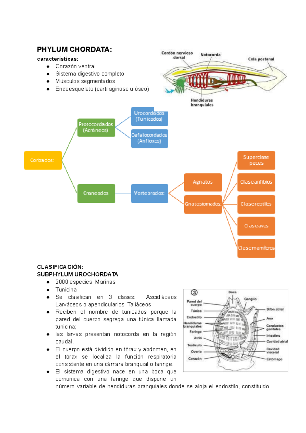 TEMA 15 Phylum Chordata - PHYLUM CHORDATA: características: Corazón ...