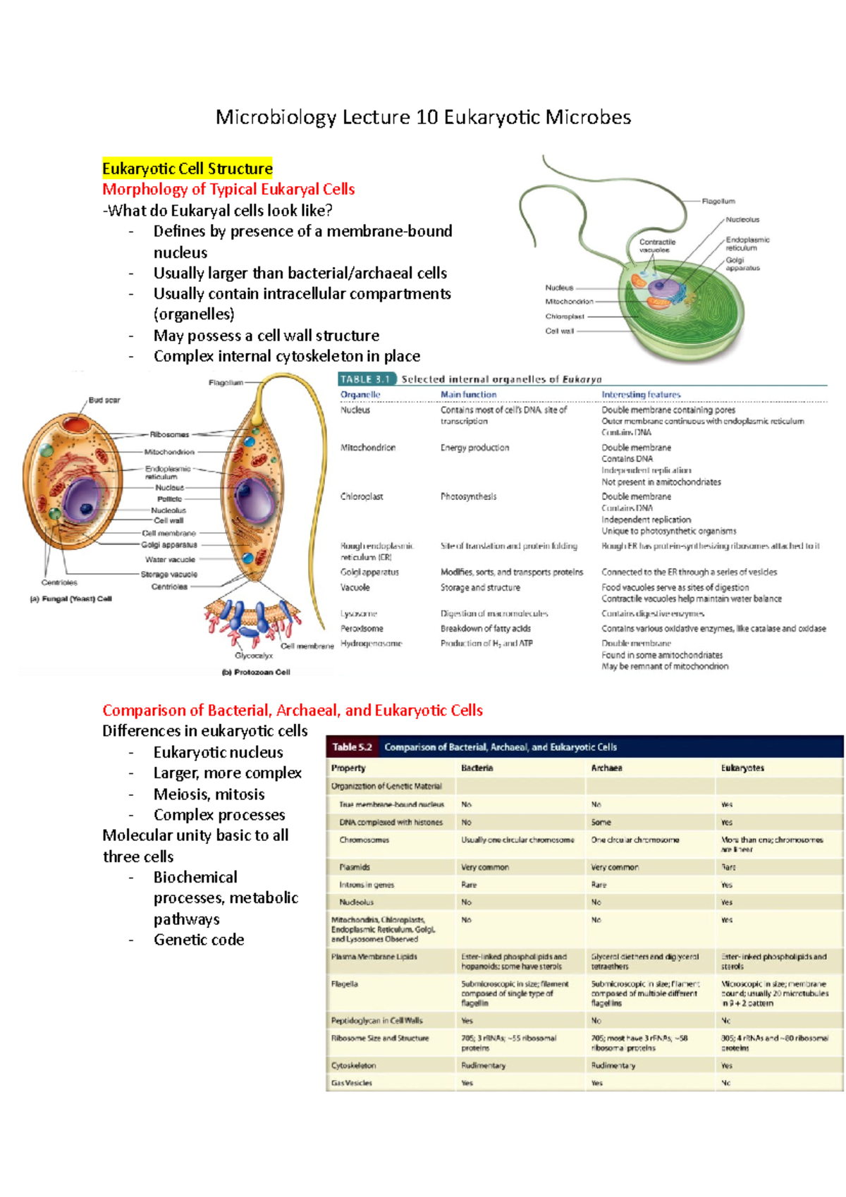 Microbiology Lecture 10 Eukaryotic Microbes - Microbiology Lecture 10 ...