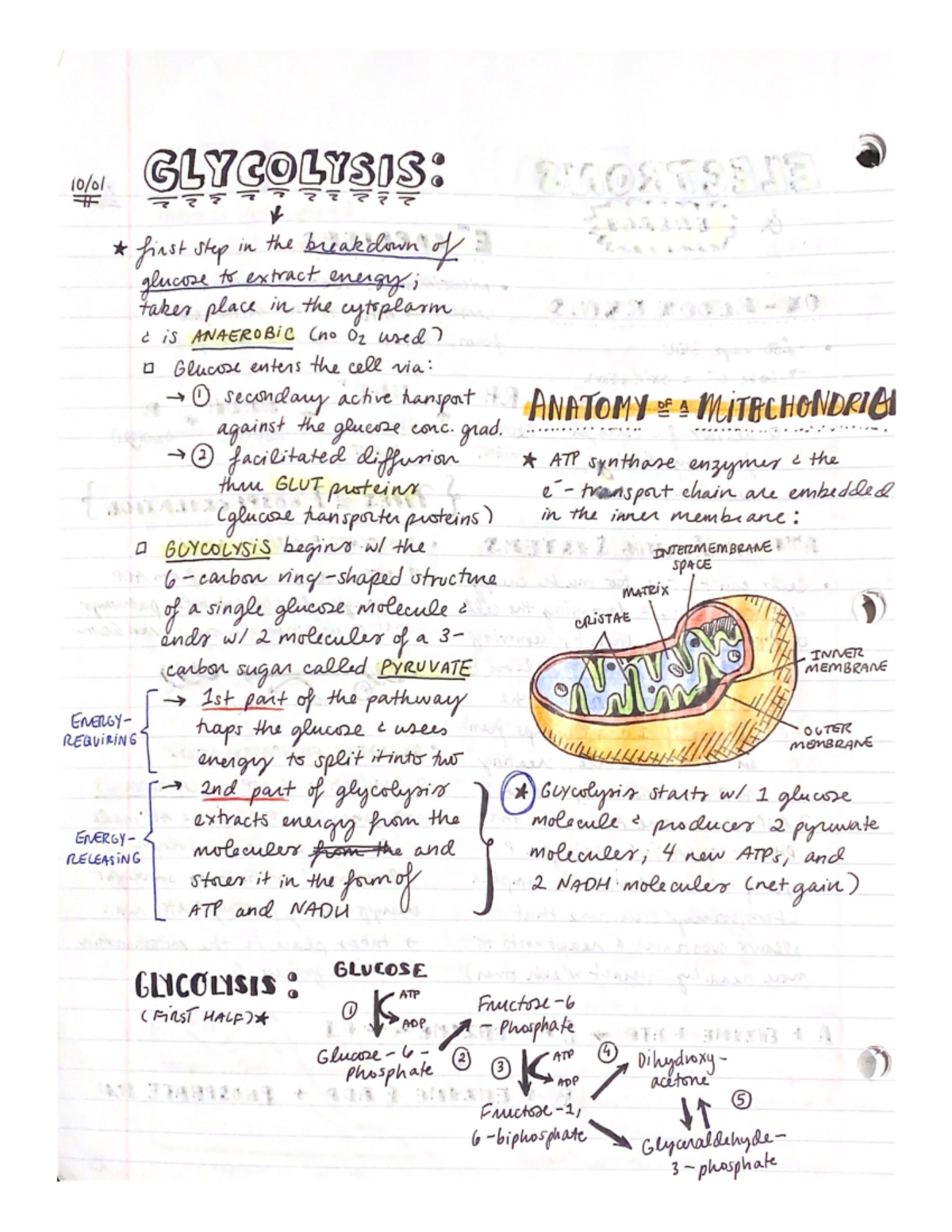 APBio Notes Part 2 - Studocu