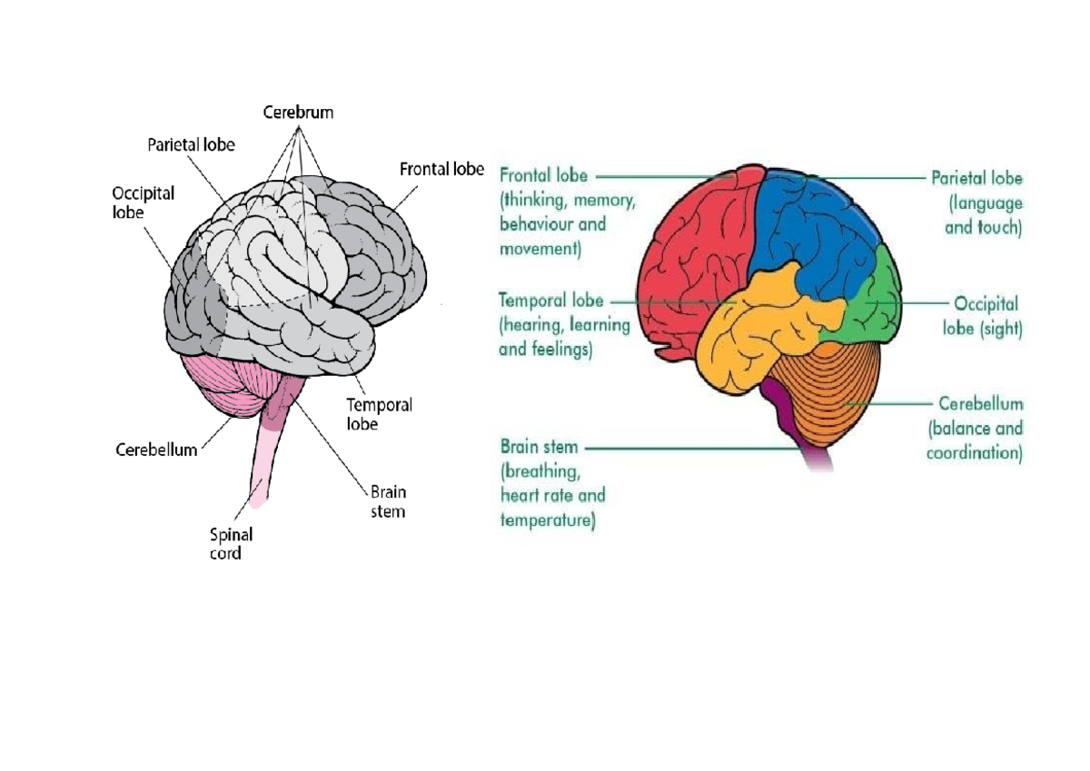 Brain handout - Really helps - Cerebrum Parietal lobe Frontal lobe ...