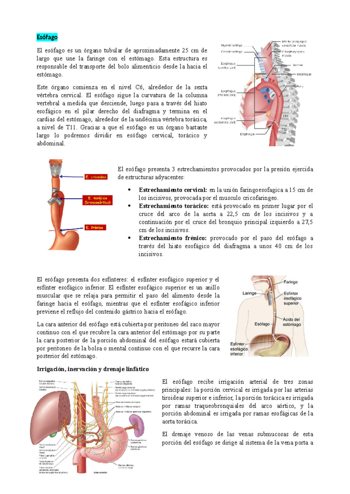 Esófago y estómago - Esófago El esófago es un órgano tubular de ...