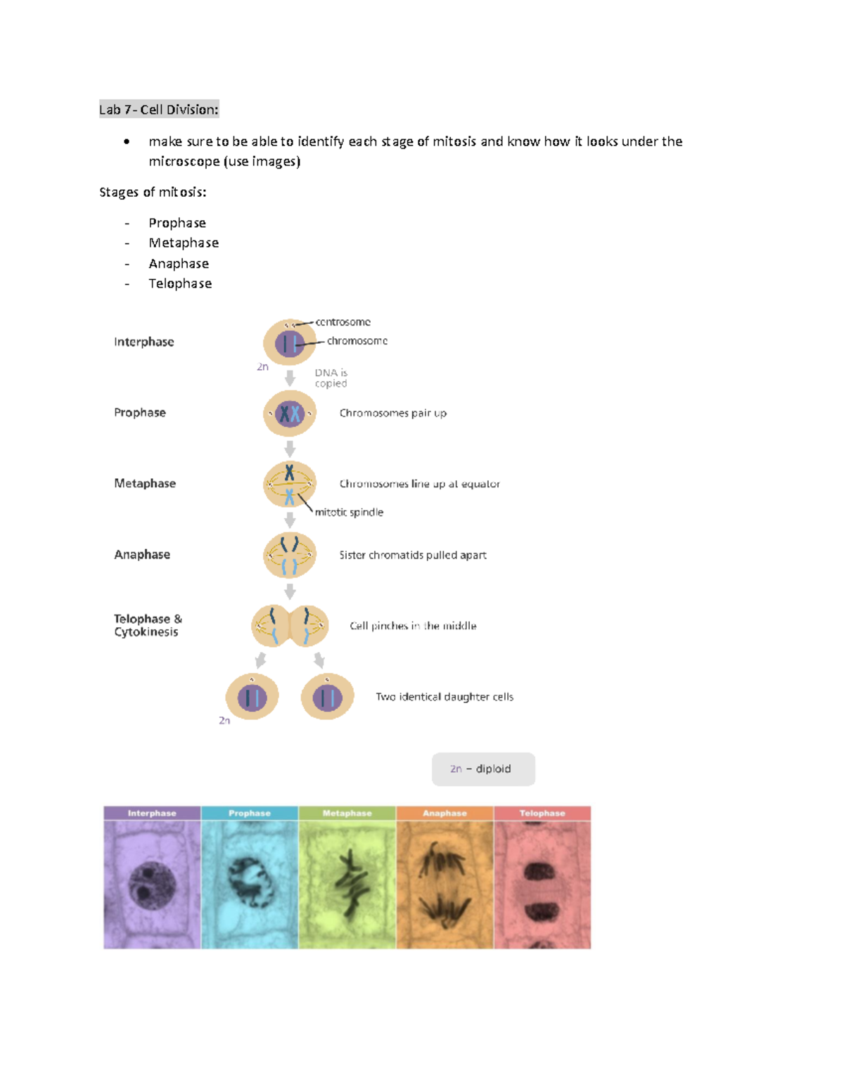 Lab practical 2 Bio 105 - Lab 7- Cell Division: make sure to be able to ...
