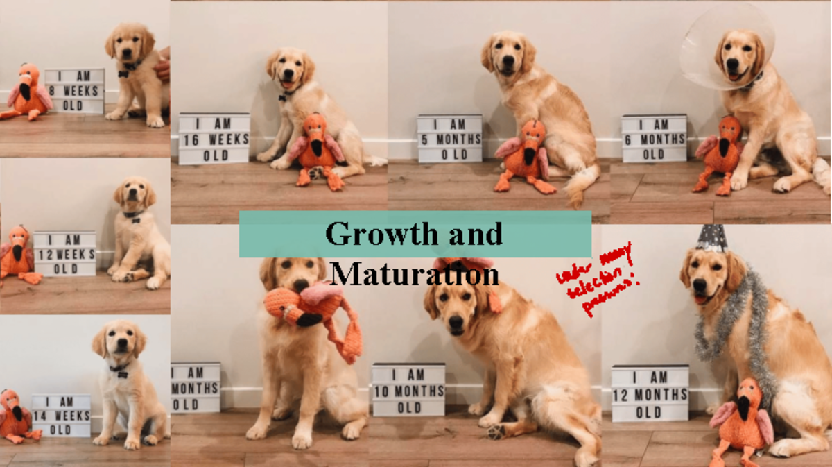 Lecture 17 - Growth and Maturation - Growth and Maturation under many ...
