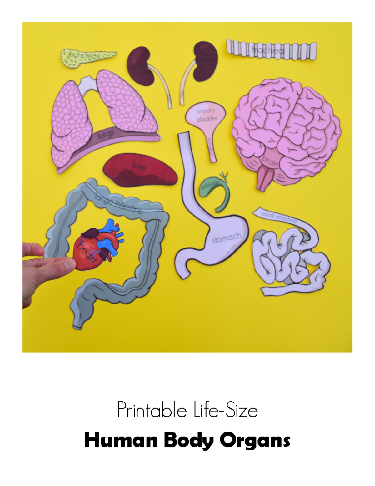 Life Size Printable Human Body Organs - Printable Life-Size Human Body ...