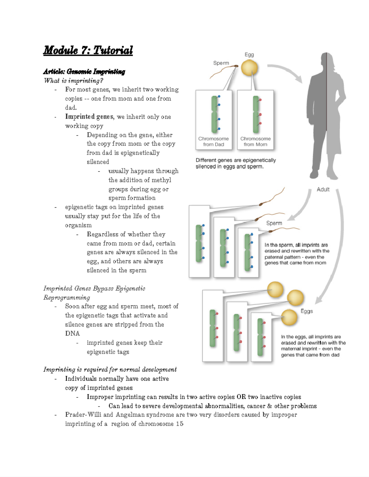 Tutorial 7 Epigenetics - Module 7: Tutorial Article: Genomic Imprinting What is imprinting ...