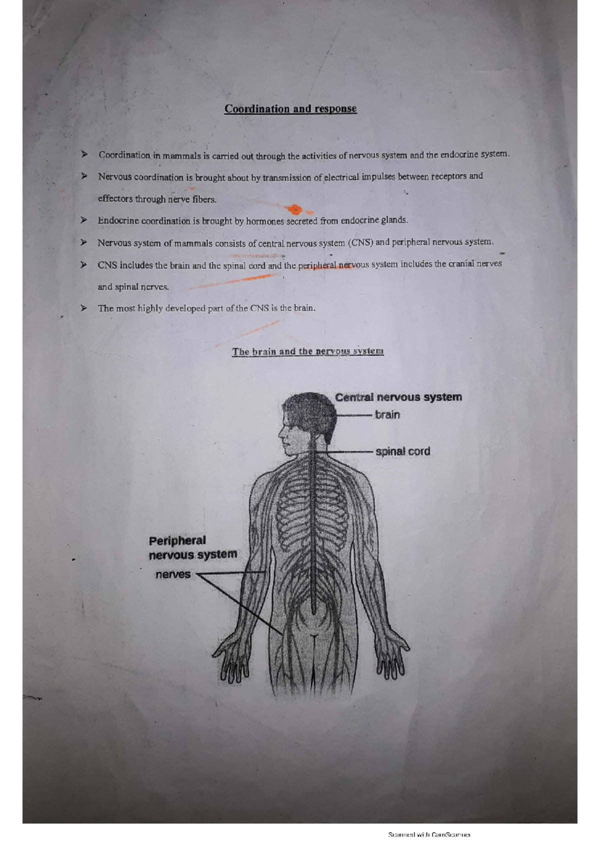 Coordination and response of the human body and the function of the ...