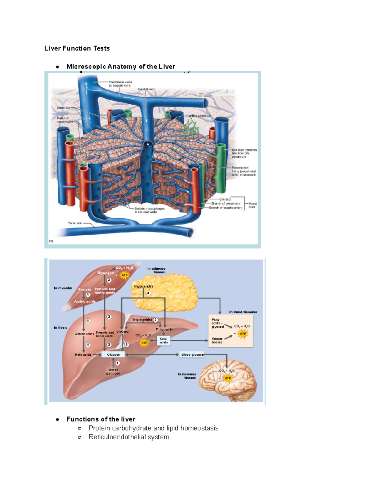 Lecture 14 Liver Function Tests - Liver Function Tests Microscopic ...