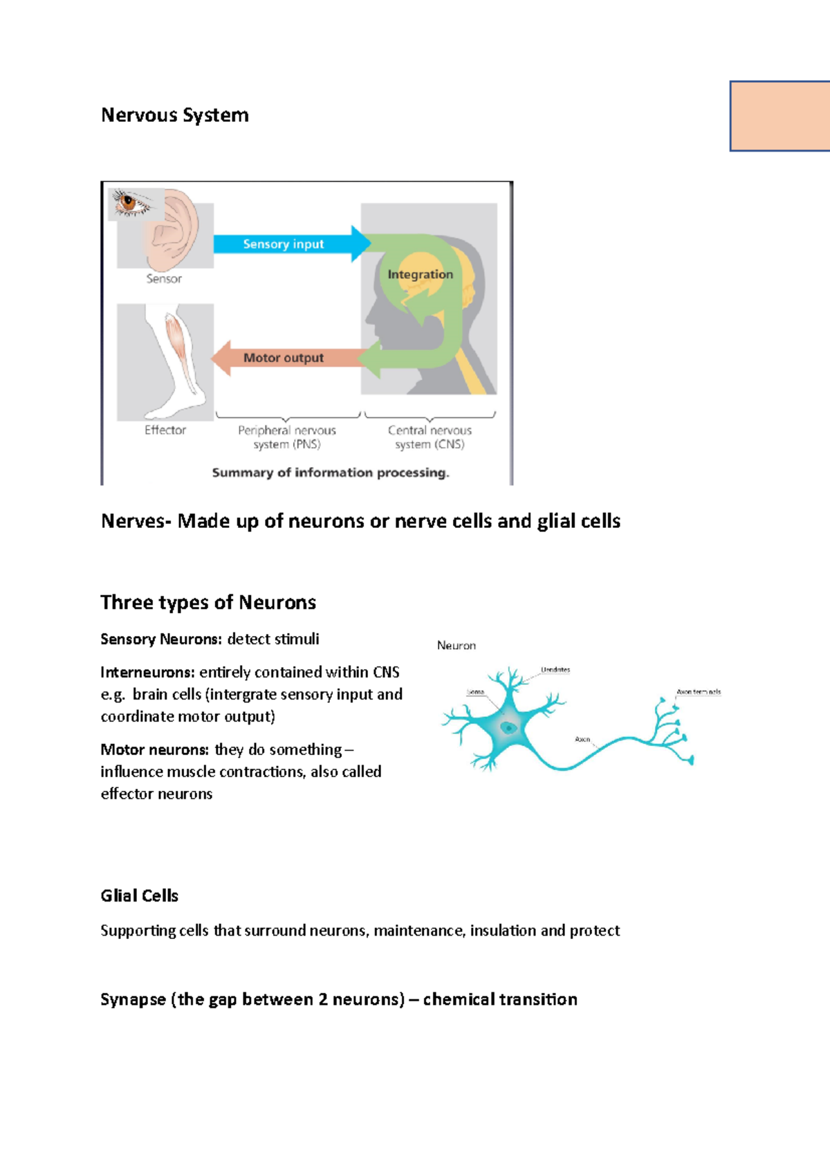 Animal Structure and Function - Nervous System - Nervous System Nerves ...