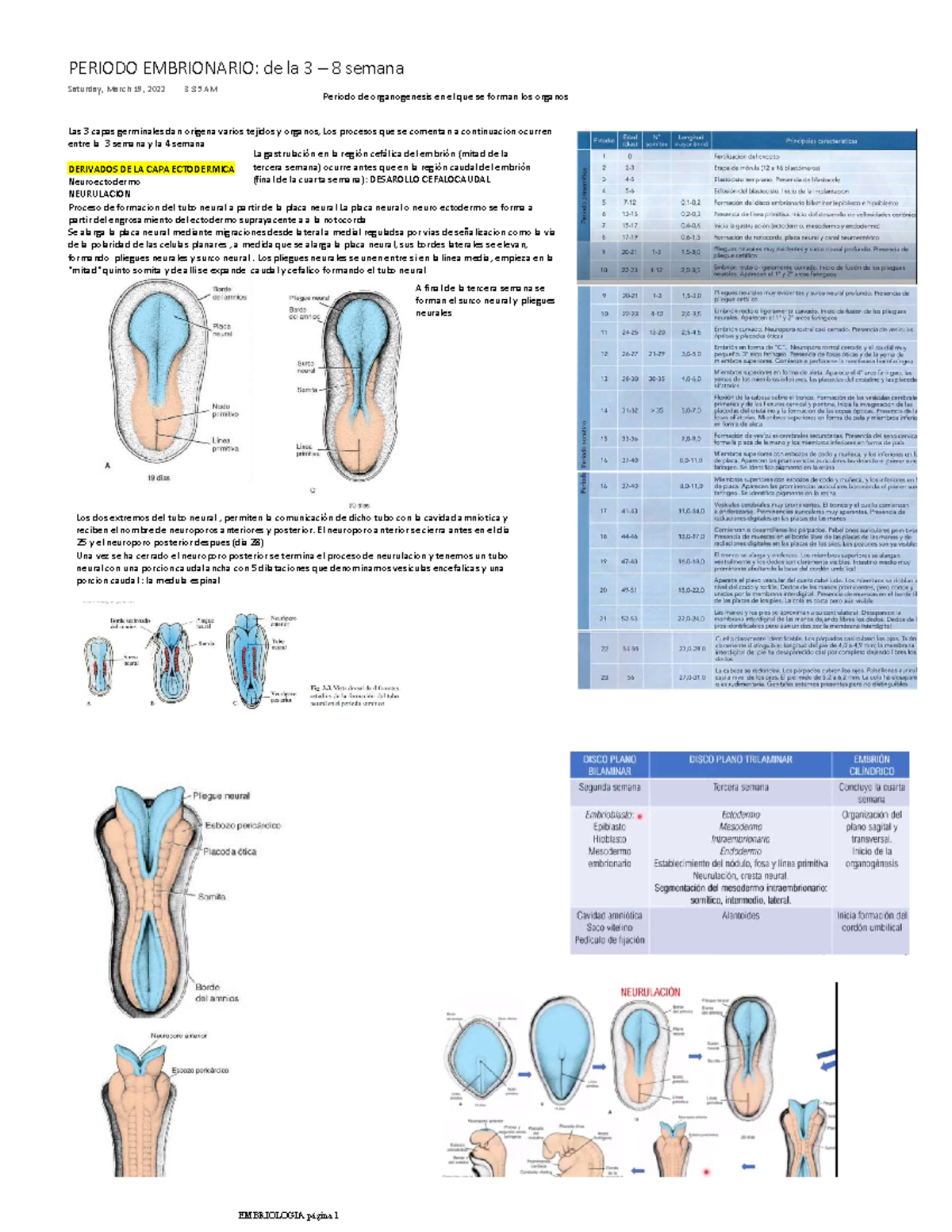 Periodo Embrionario - resumen langman - Las 3 capas germinales dan ...