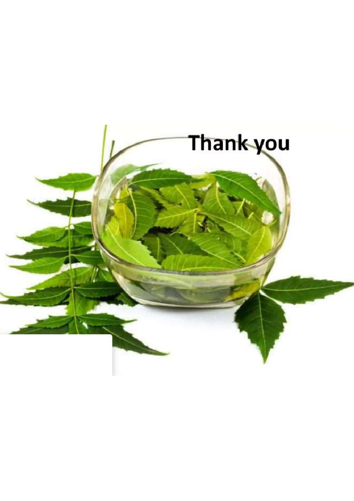Neem tree - dfsgdsg - Thank you Thank you Against pox viruses : In ...