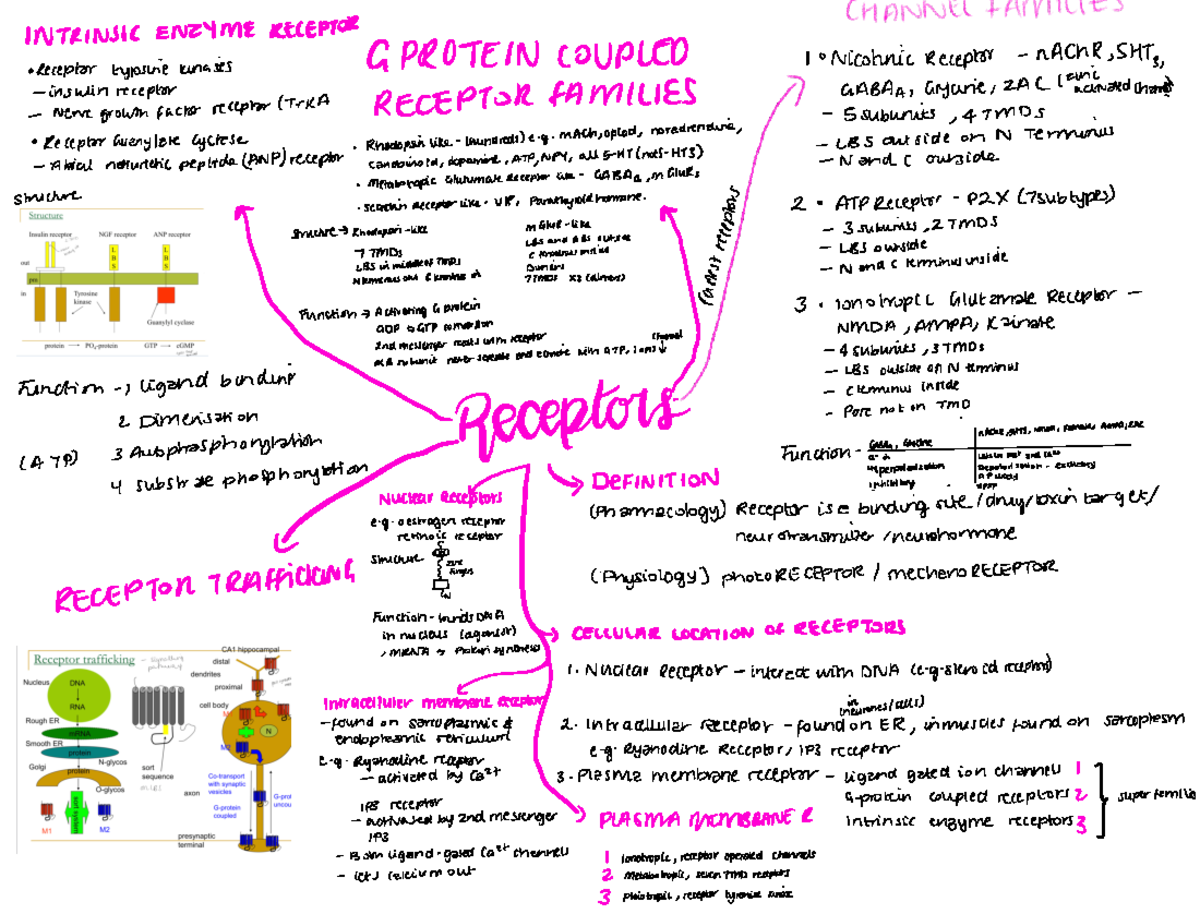 L4 mindmap - Receptors - 5BBM0218 - Studocu