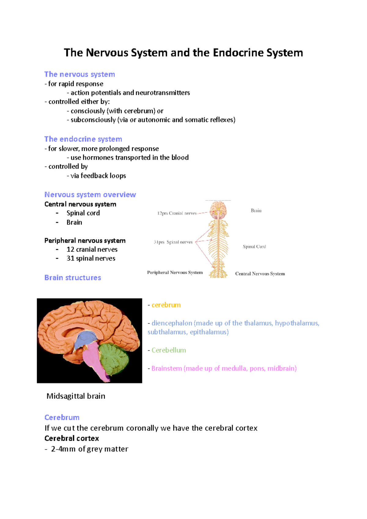 Nervous System and Endocrine System Overview - Studocu