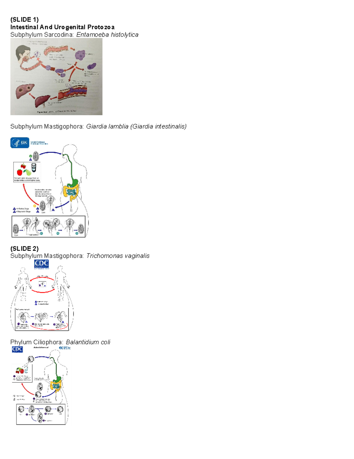 LIFE- Cycle - (SLIDE 1) Intestinal And Urogenital Protozoa Subphylum ...