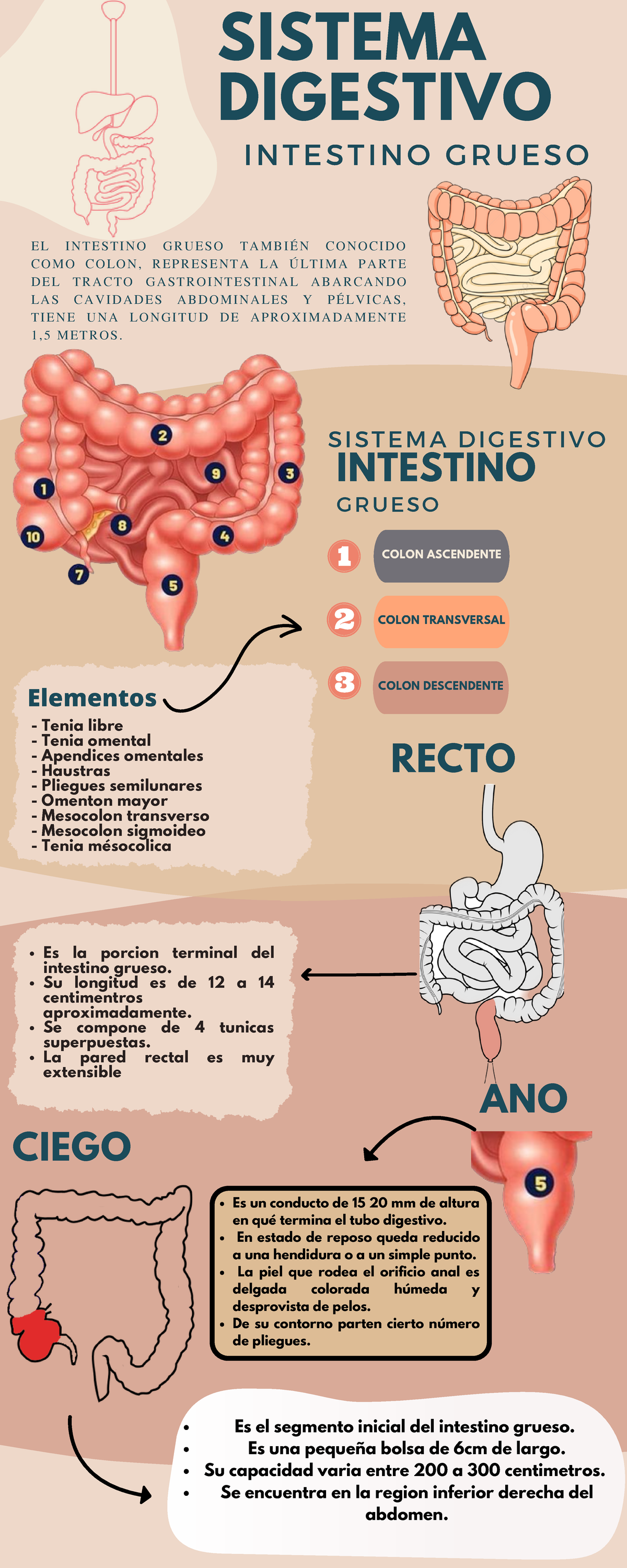 Cancer De Colon Ascendente