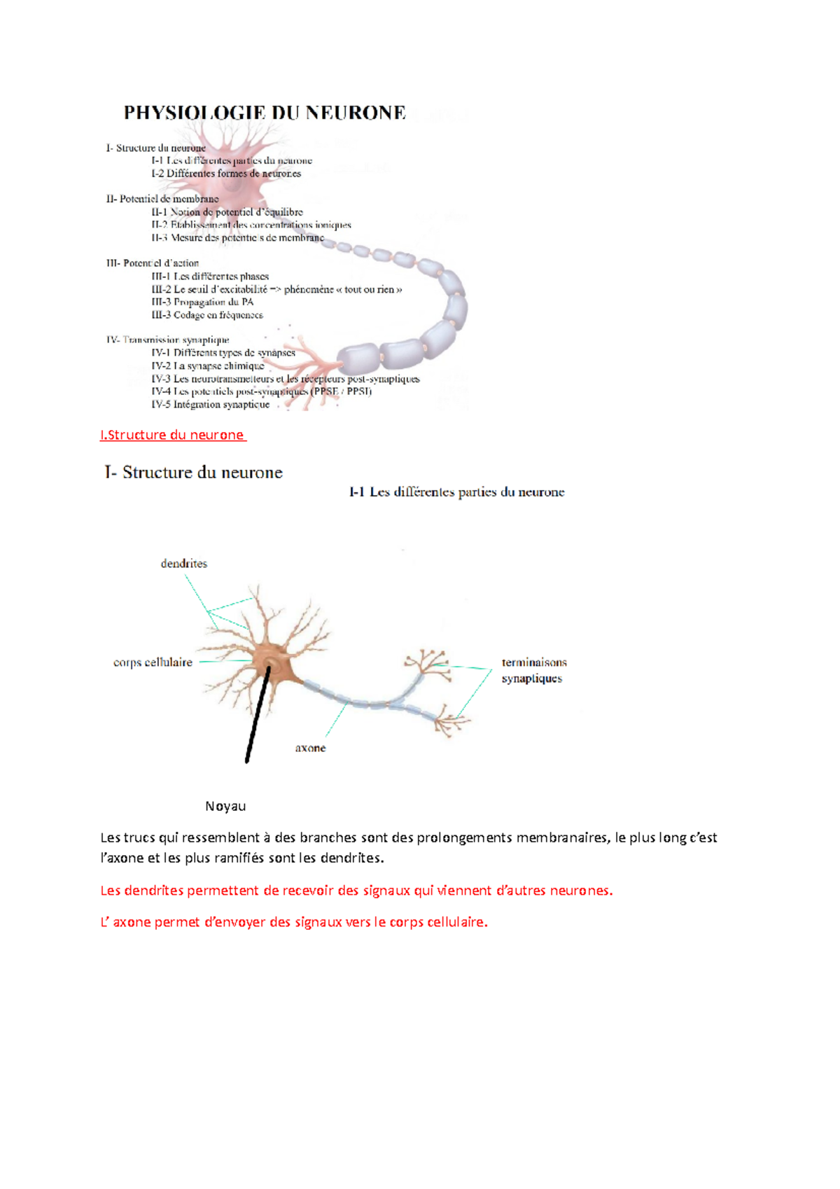 Psycho Bio Chap 8 - Cours de Mr.Malpel - I du neurone Noyau Les trucs ...