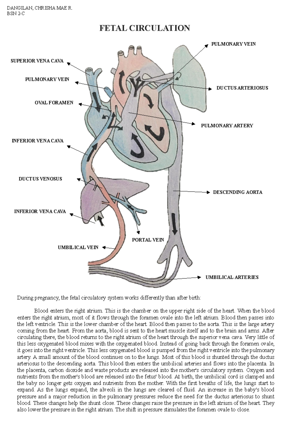 CASE STUDY REVIEWER - During pregnancy, the fetal circulatory system ...