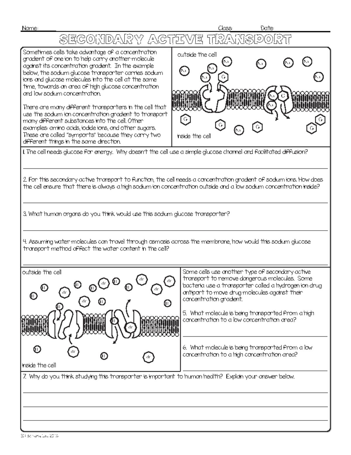 6 Secondary Active Transport - Name: Class: Date: (C) Bethany Lau 2016 ...