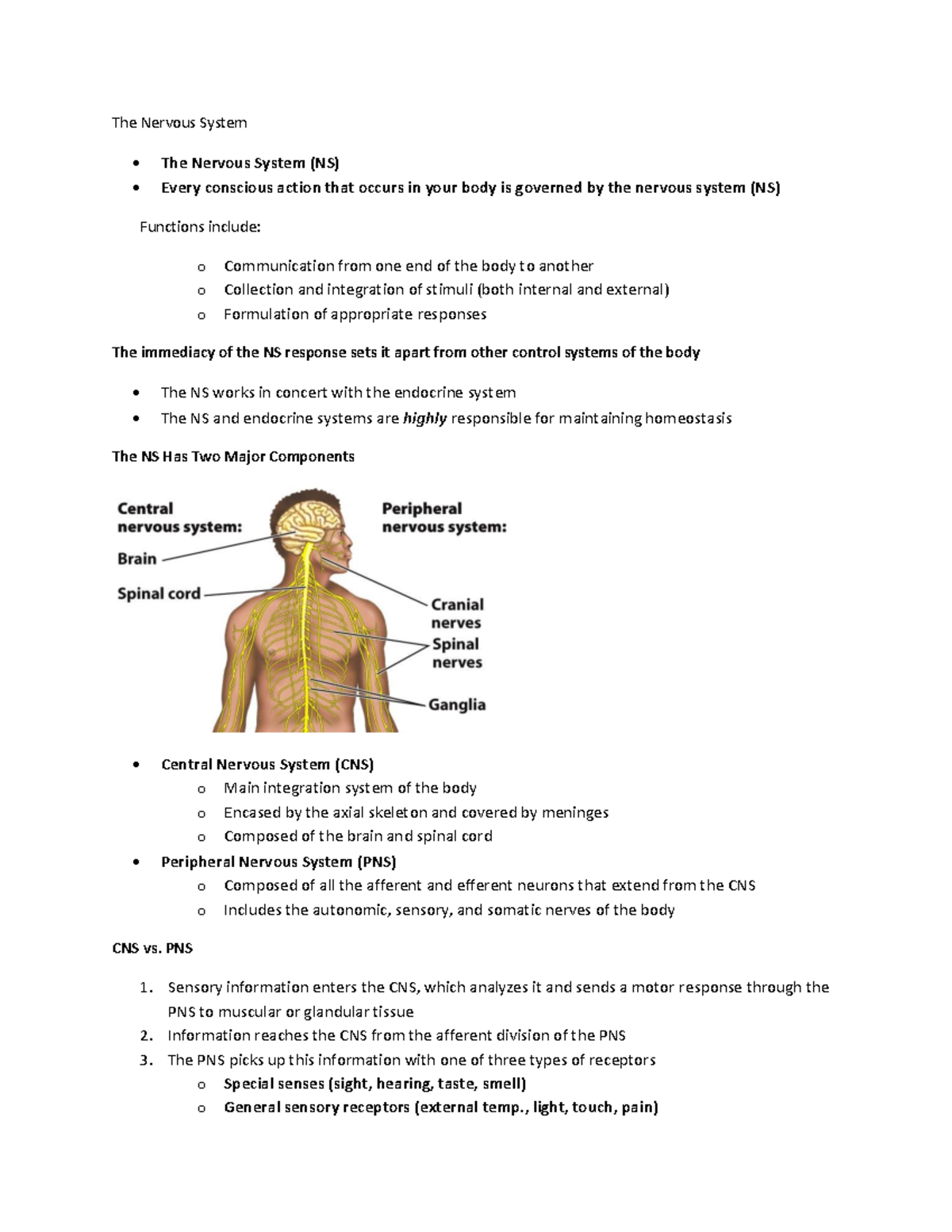 The Nervous system - Human Bio 2020 - The Nervous System The Nervous ...