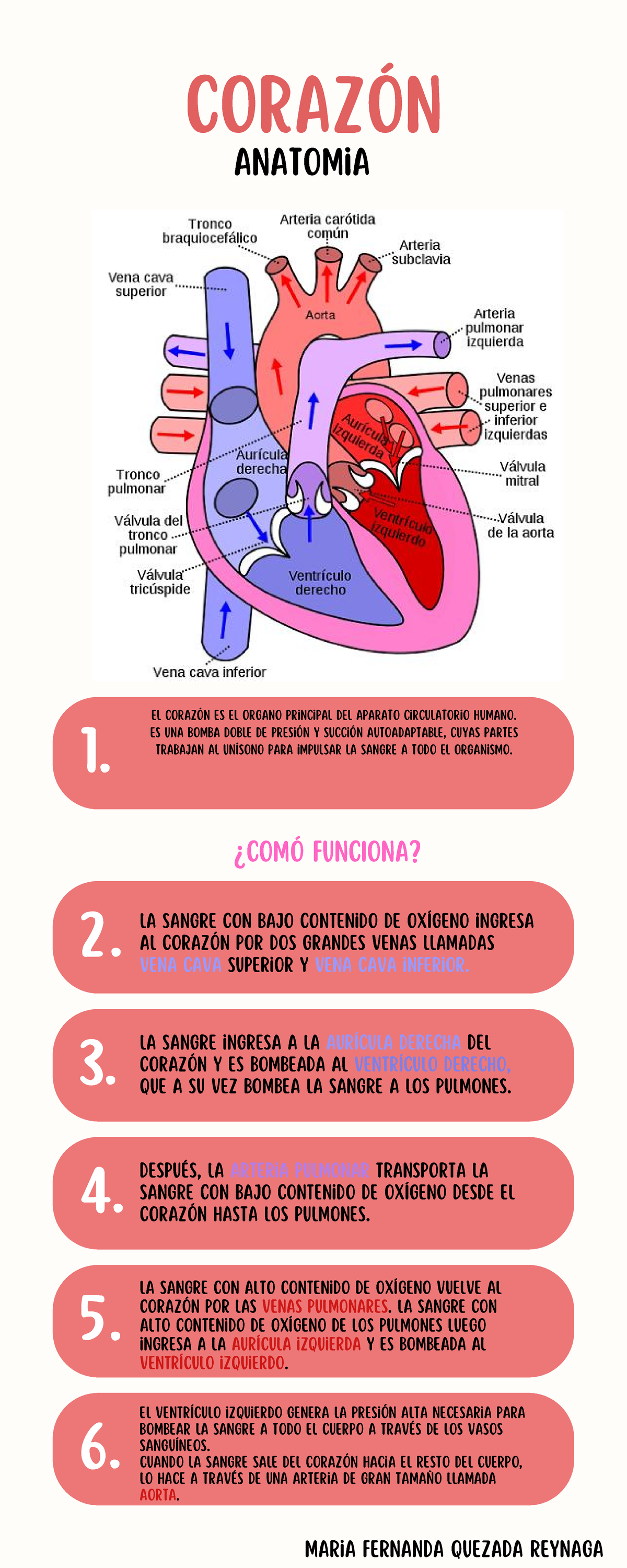 Infografia anatomia corazón - Anatomia El corazón es el organo ...