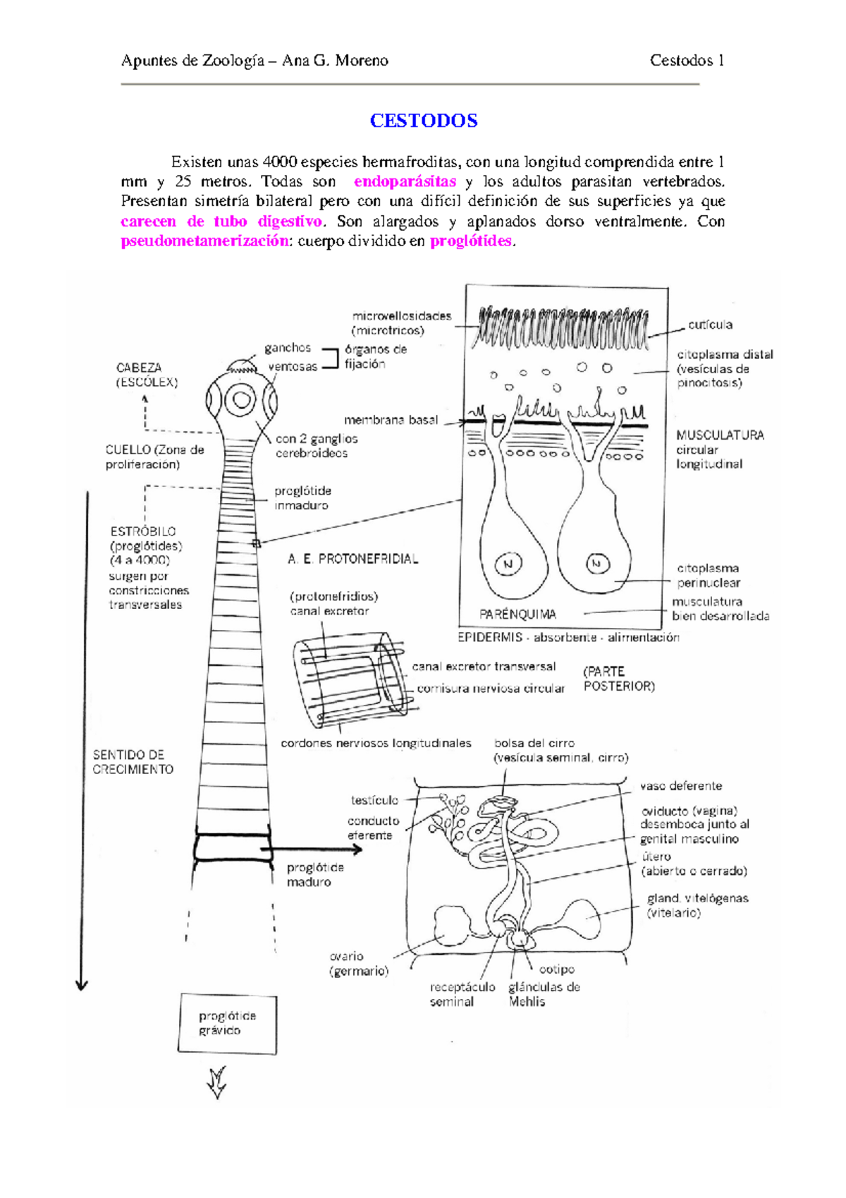 C5 Cestodos - LKZJLFJSDIFJIOFJIOJFDISLSLSLSLLSLSLS - Cestodos 1 ...