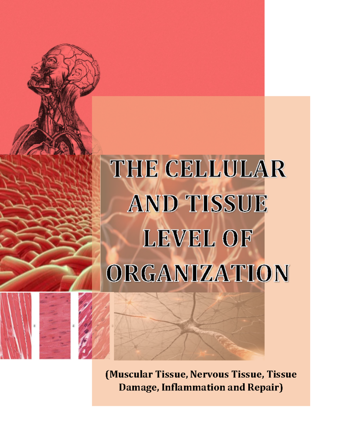 The Cellular and Tissue Level of Organization - Bachelor of Science in ...