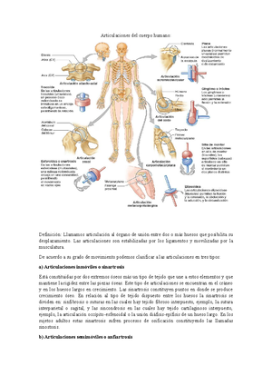 Anatomia del Abdomen - LÌneas LÌnea MedioClavicular. Ω Ligamento ...