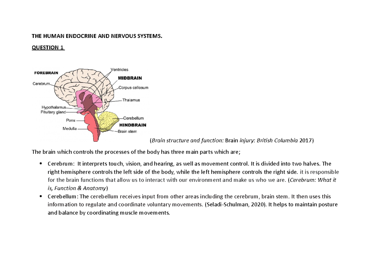 The Human Endocrine and Nervous Systems copy - THE HUMAN ENDOCRINE AND ...