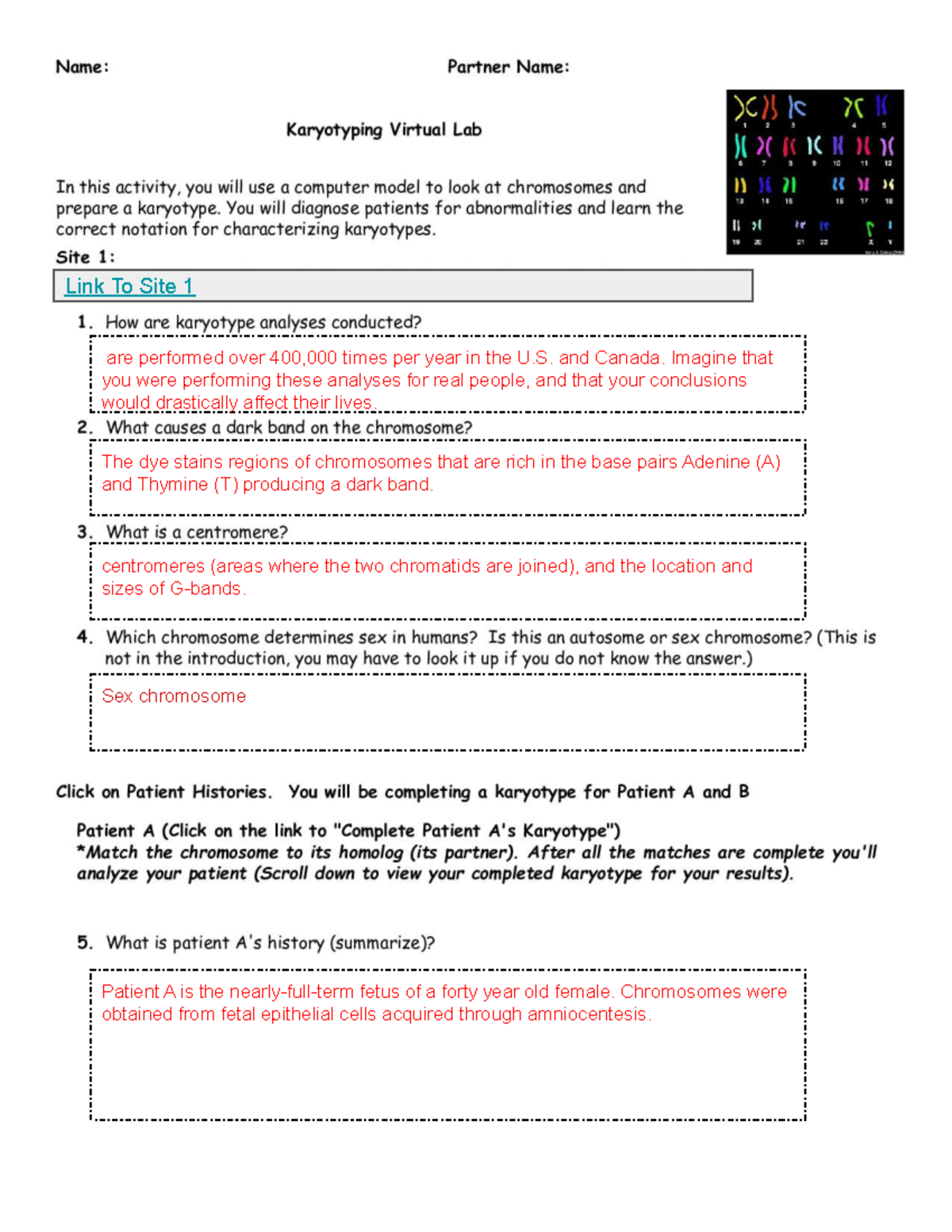 Karyotype Virtual Lab - Notes - Link To Site 1 are performed over ...