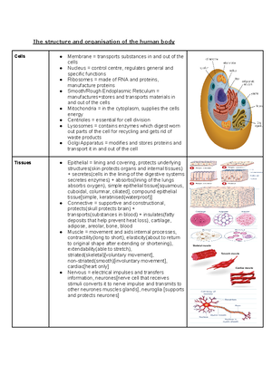 BTEC Health Social Care Unit 3 Revison Cards Sample - unit 3: ANATOMY ...