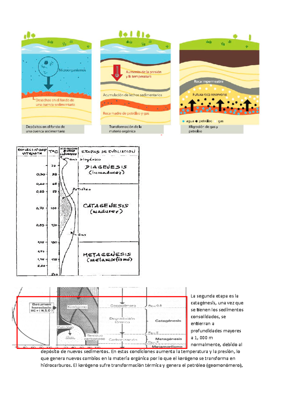 La segunda etapa es la catagénesis - La segunda etapa es la catagénesis ...