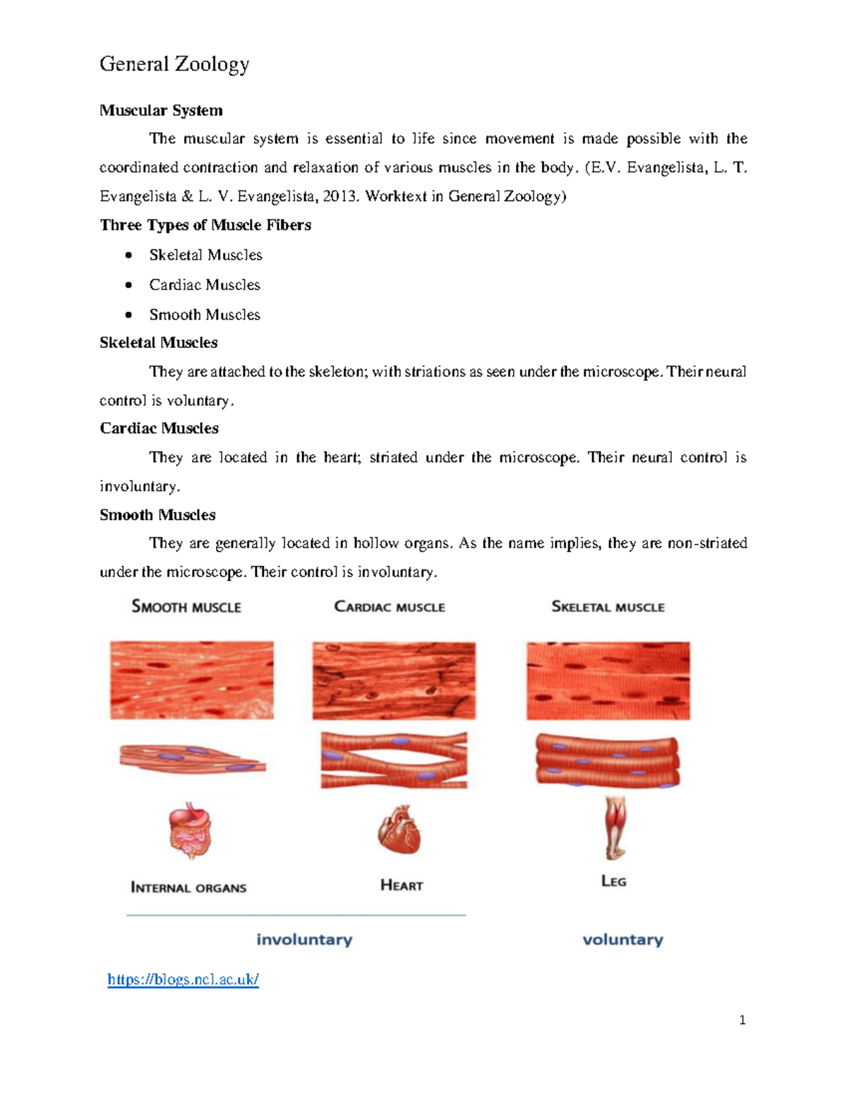 Muscular-System-1 - A very accurate and helpful lecture notes in Anaphy ...